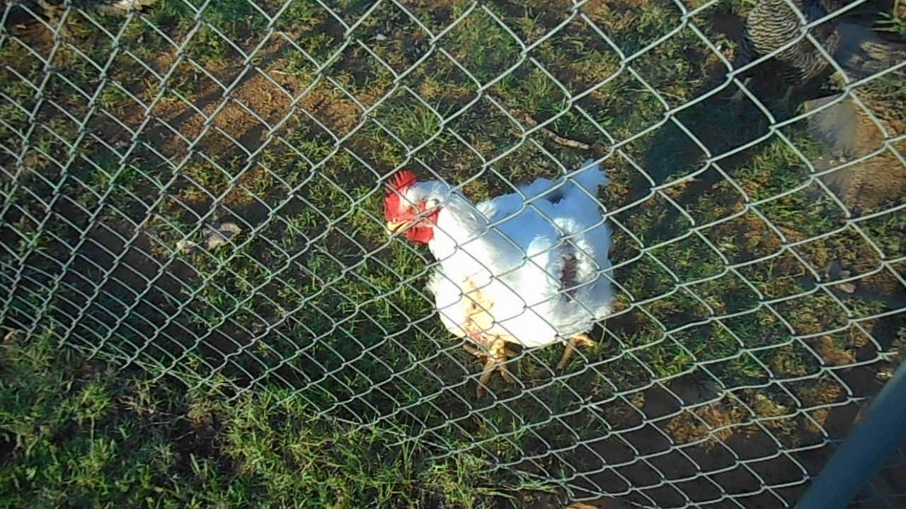 Big Floppy chicken ....attacks - YouTube