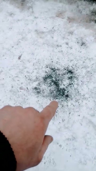 обварил вальер собаки🤫 - YouTube