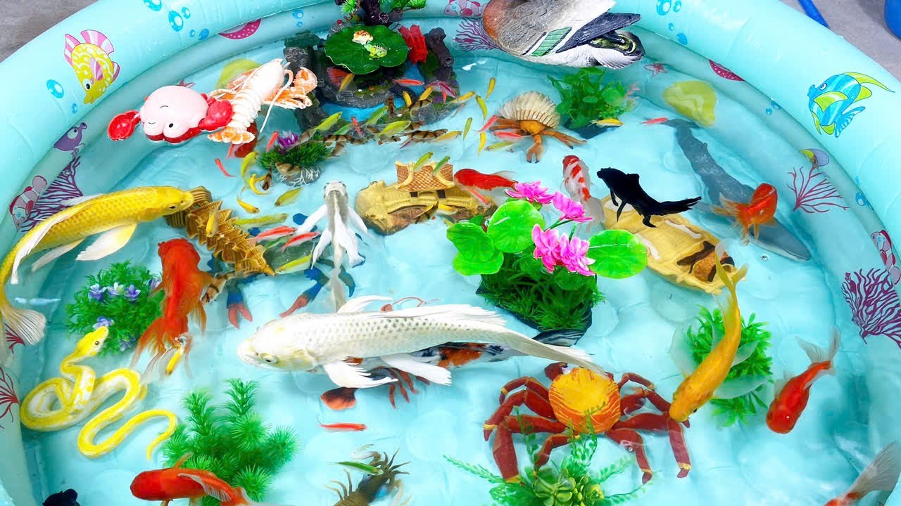 Amazing Put fish in the float,sharks,dolphins,sea creatures,Slipp vakre ...