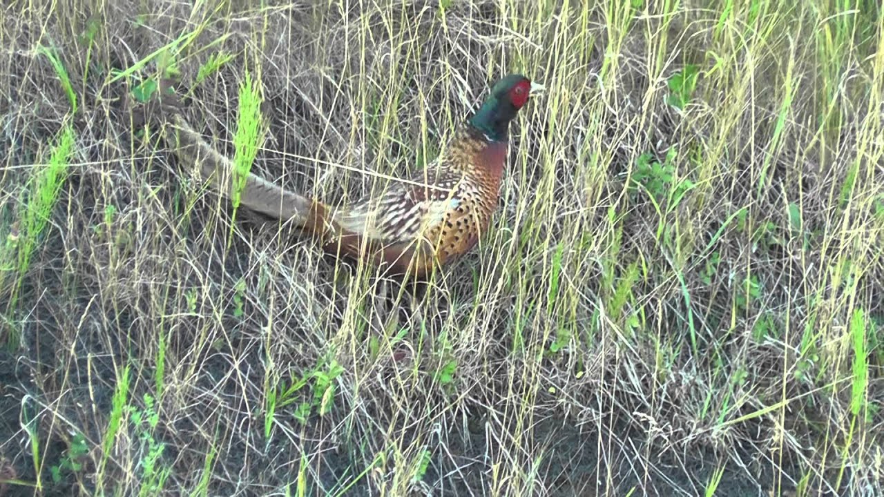 fazanul cucurigu - YouTube