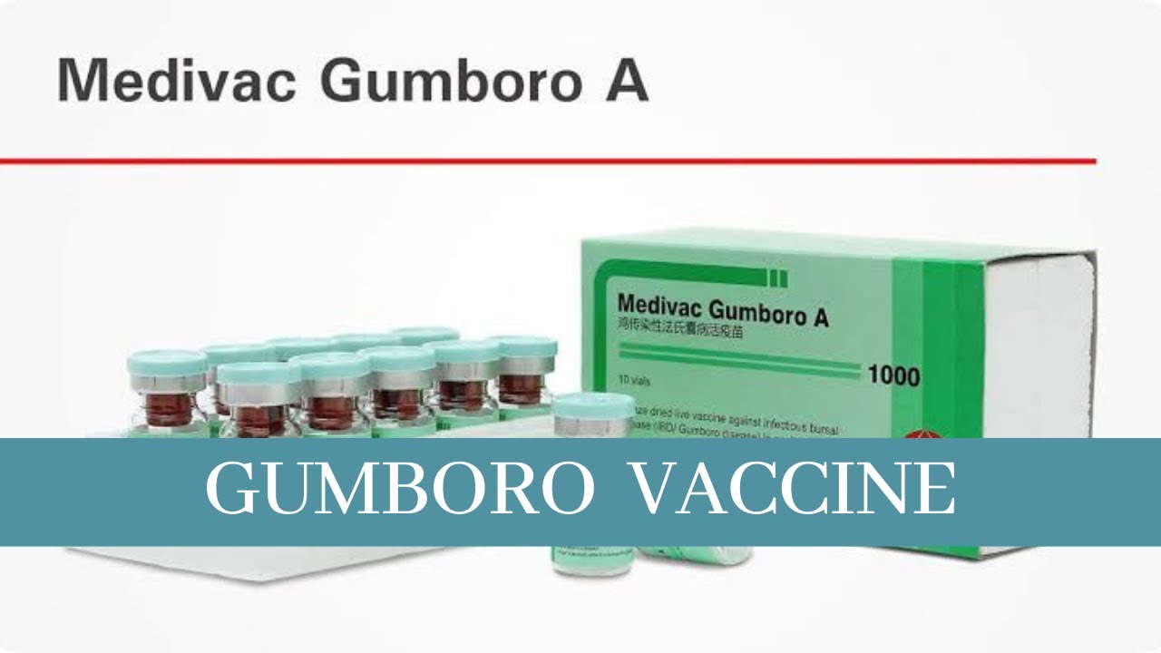 Gumboro A vaccine for 13 days old chicks - YouTube