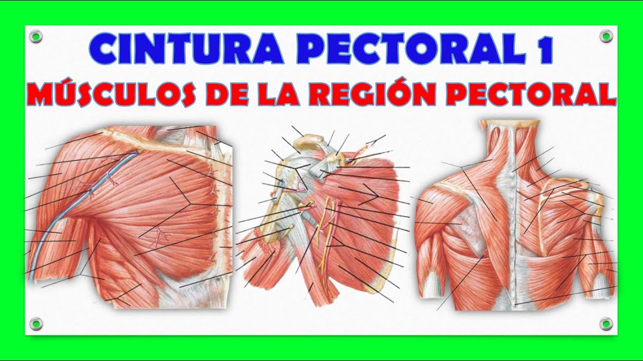CINTURA PECTORAL: Músculos Región PECTORAL (1/3) - YouTube
