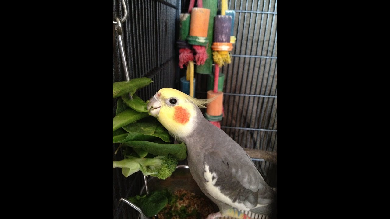 Simple Cockatiel Toy | Teaching a Cockatiel to Play With Toys! |Cute ...