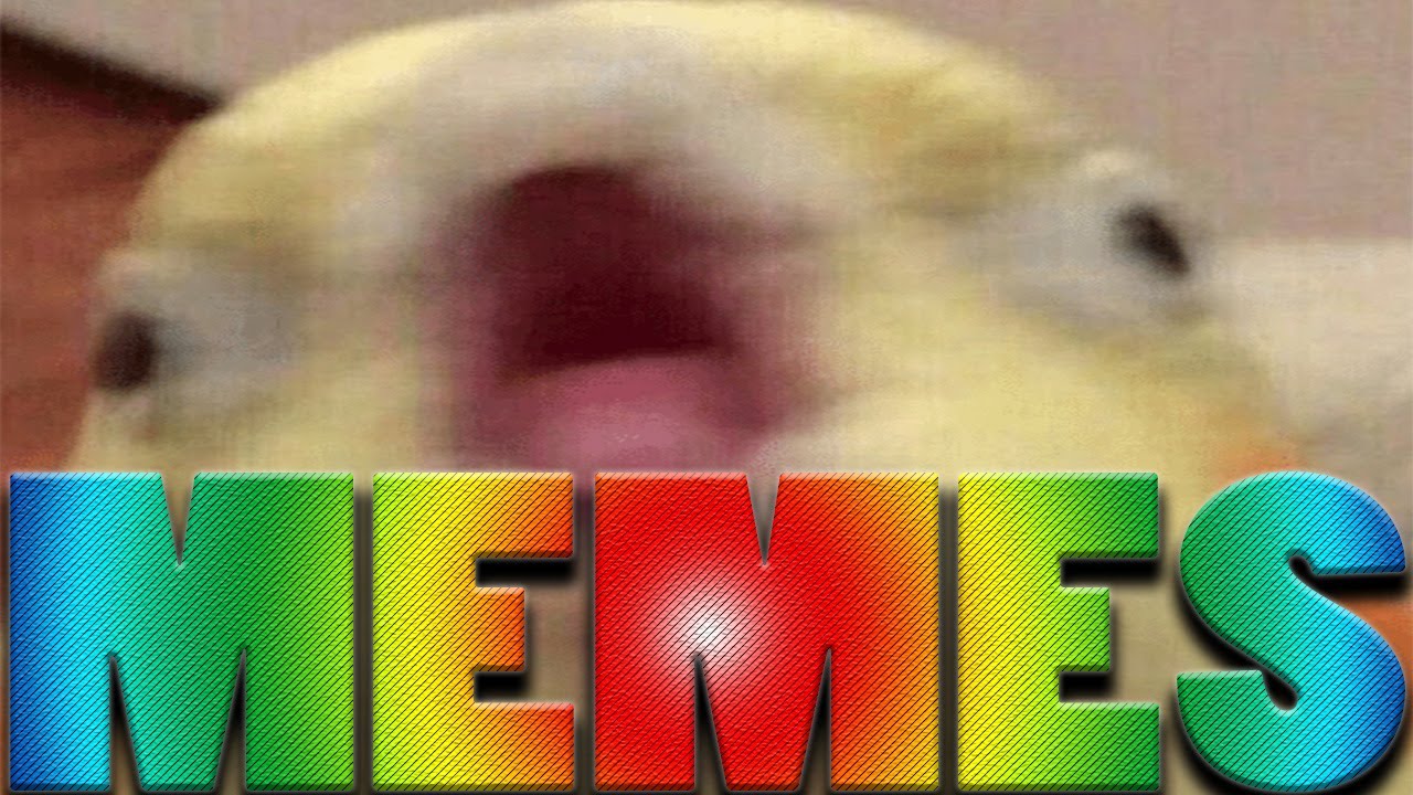 ULTIMATE DANK MEMES BIRDS EDITION #3 - YouTube