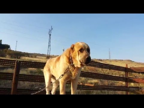 Armenian wolfhound Gampr Jaga Buld Abovyan
