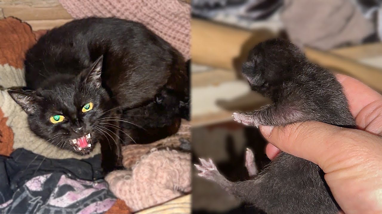 Angry Mother Cat Hissing, Refuses to Give Up Her Dead Kitten in the ...