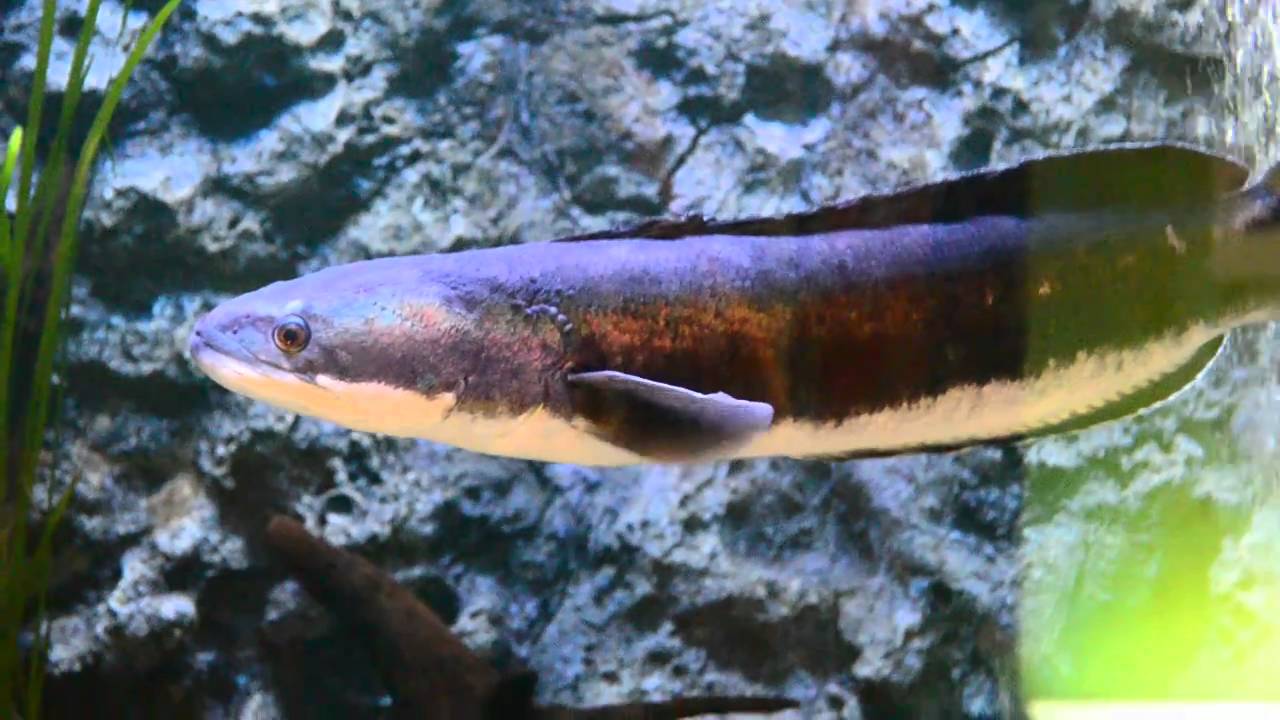 Giant snakehead(Channa micropeltes) @ Bangkok Aquarium - YouTube