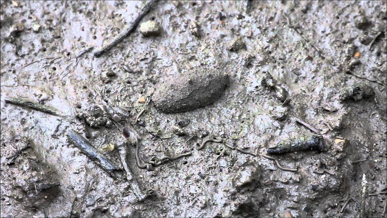ドロアワモチの仲間 Onchidium sp. ＠漫湖水鳥・湿地センターの木道 - YouTube