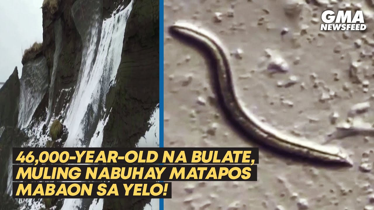 46,000-year-old na bulate, muling nabuhay matapos mabaon sa yelo! | GMA ...