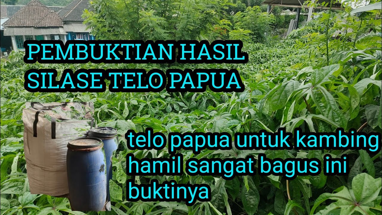 Silase telo papua telo papua untuk kambing bunting - YouTube