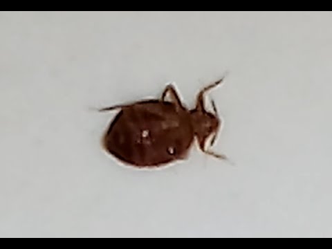 How Bed bug sucking blood live (How bed bug dies) - YouTube