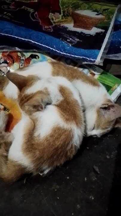 anak nya tidur semua ibu nya garuk pantat#kucinglucu - YouTube