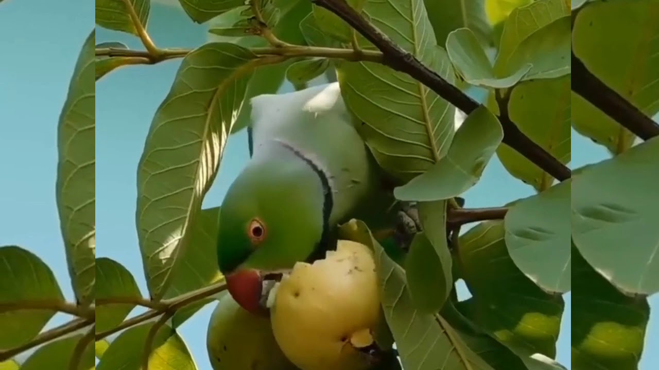 Indian Parrot - Parrot Eating Guava - Parrot - Parrot on Tree # ...