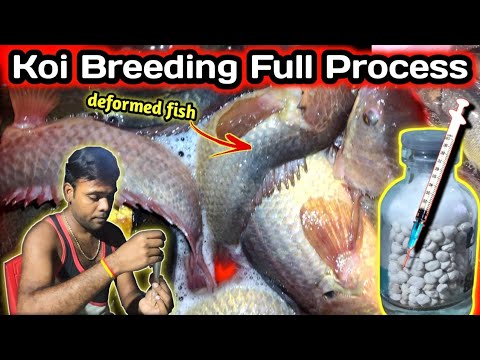 koi breeding full process | how to inject koi fish | ভিয়েতনামী কৈ ...