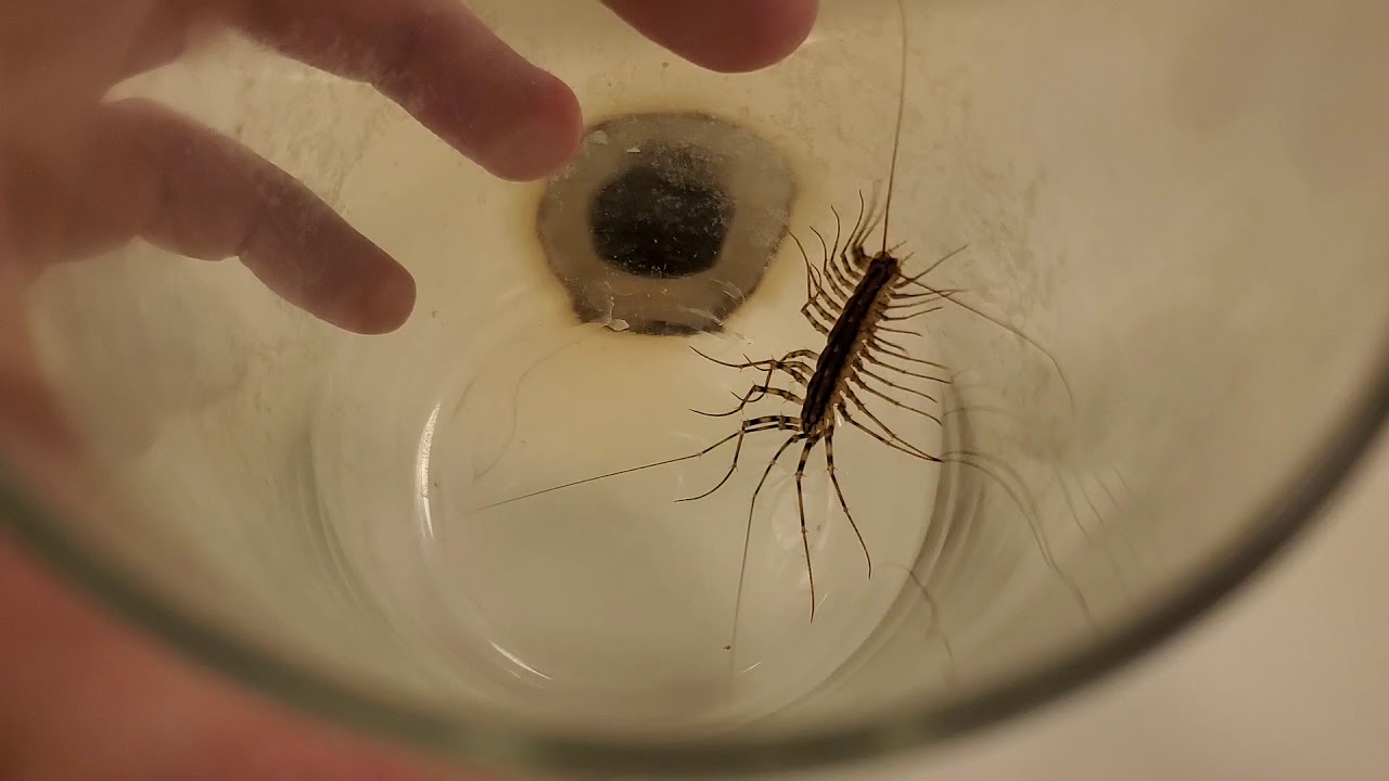 Centipede in a glass cup in da bathroom sink - YouTube