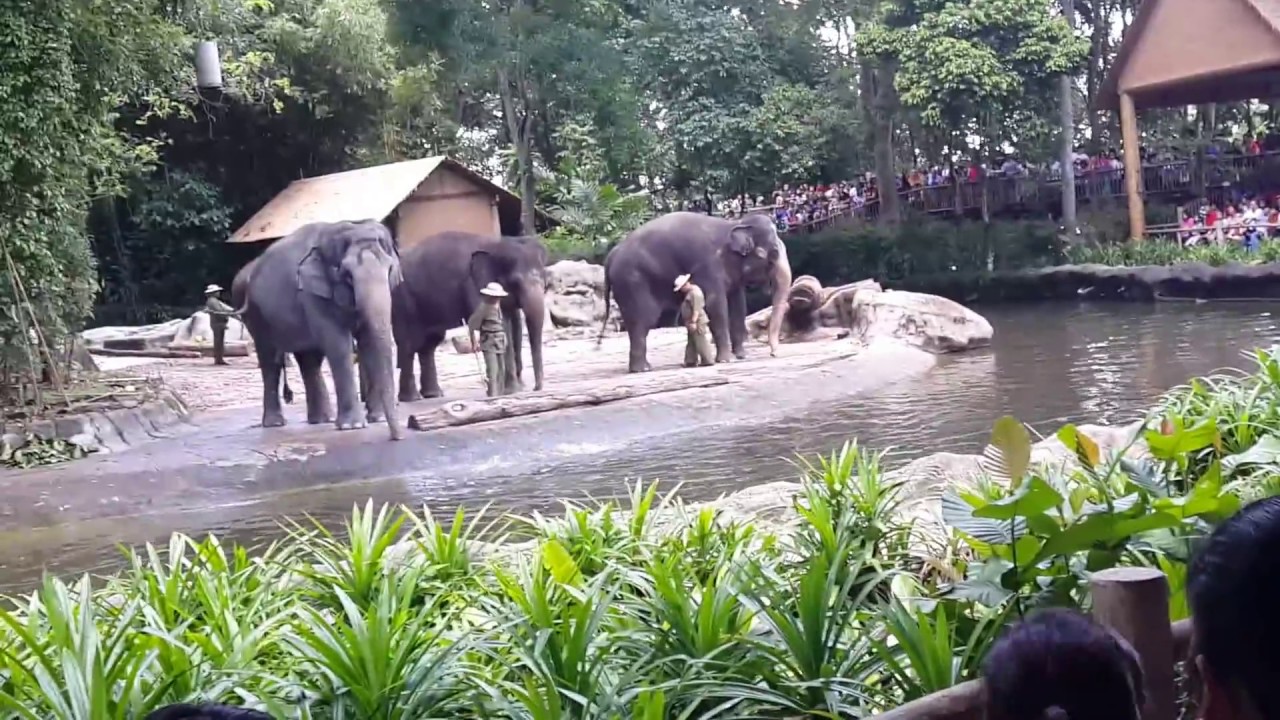 Rahil Spore Zoo Ele show - YouTube