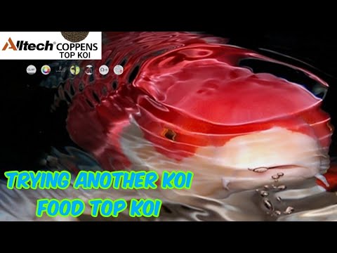 Fry to Tosai - 4 Weeks on All tech coppens Top Koi - YouTube