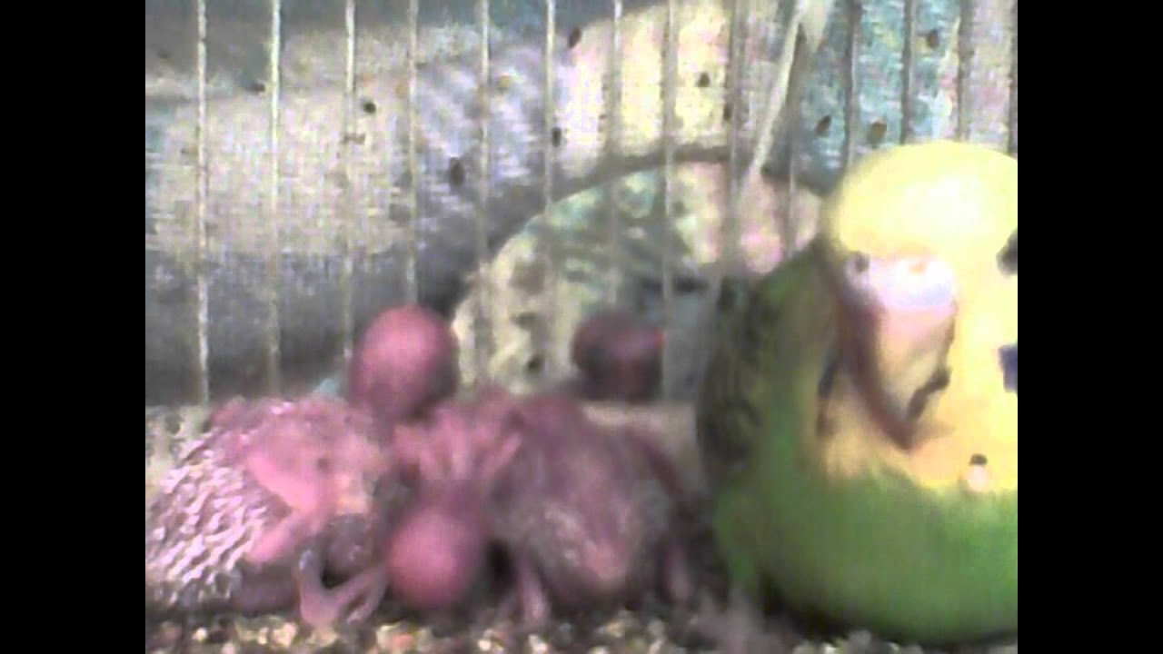 pericos recien nacidos - YouTube