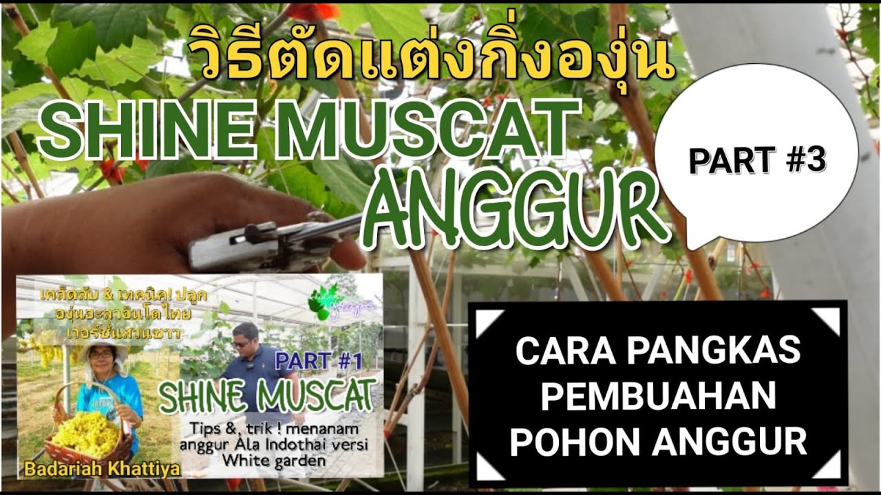 Cara Pangkas Pembuahan Pohon Anggur Ala Indothai Youtube