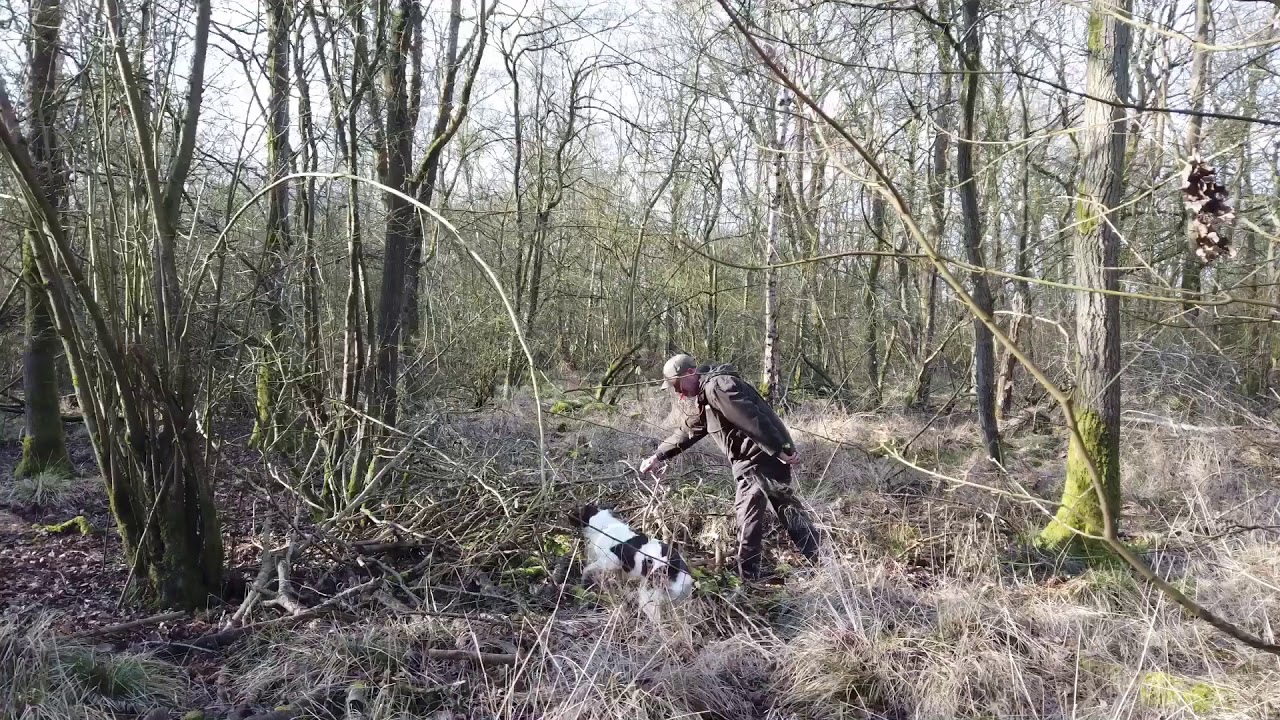 Gundog Training - Ace (20 month old Springer Spaniel) - YouTube