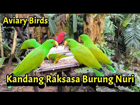 Banyak Banget Burung Nuri Disini, Aviary Burung Nuri, Hewan Langka ...