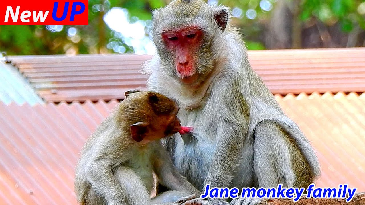 OMG_Jane no complaining Jonna s_ucked twins her milk completed before ...