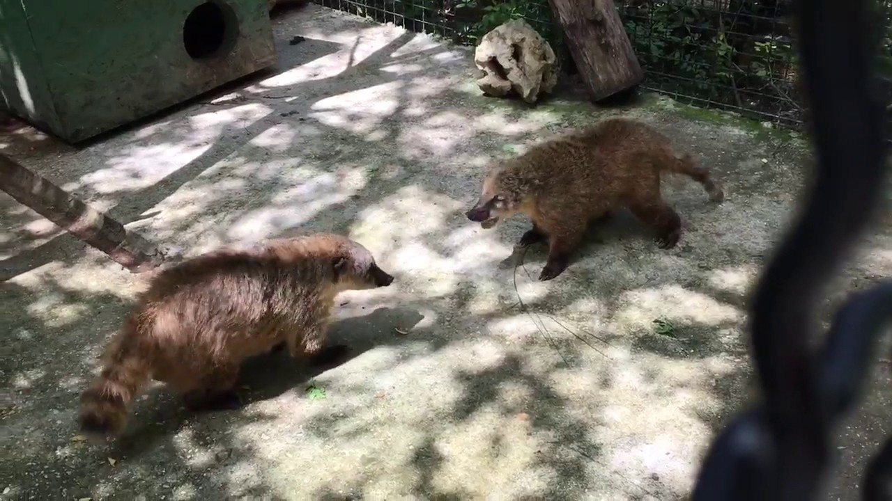 Viral Video UK: Pair of Nosuh's whining on sync - YouTube