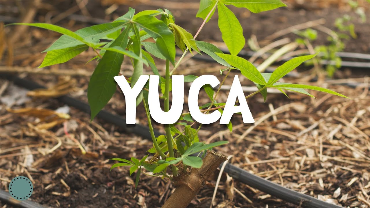 How to Grow ~ Yuca (Cassava) - YouTube