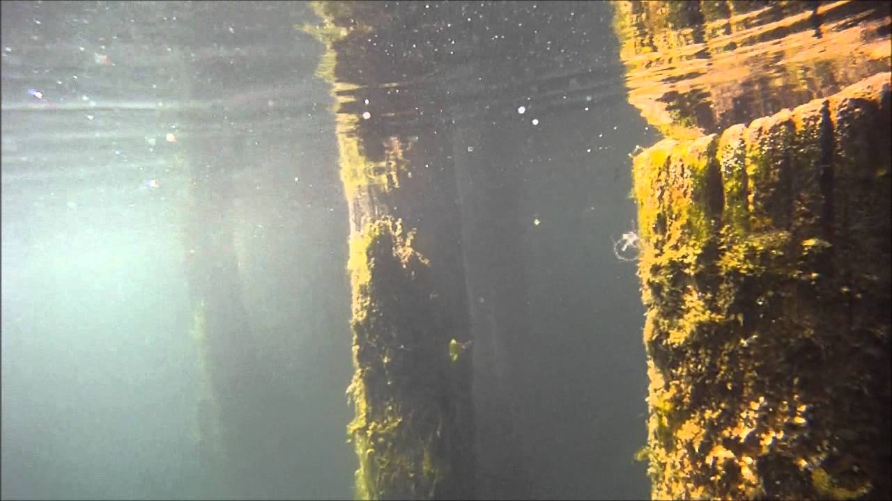 Craspedacusta sowerbii (freshwater jellyfish) - YouTube