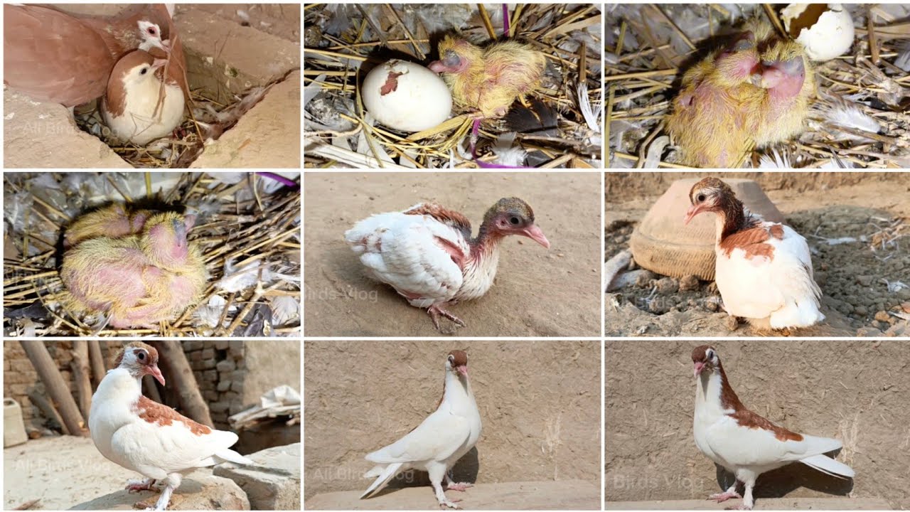 2 Eggs 1 Baby Pigeon Hatching Eggs | Baby Growth Day One To Adult | Red ...