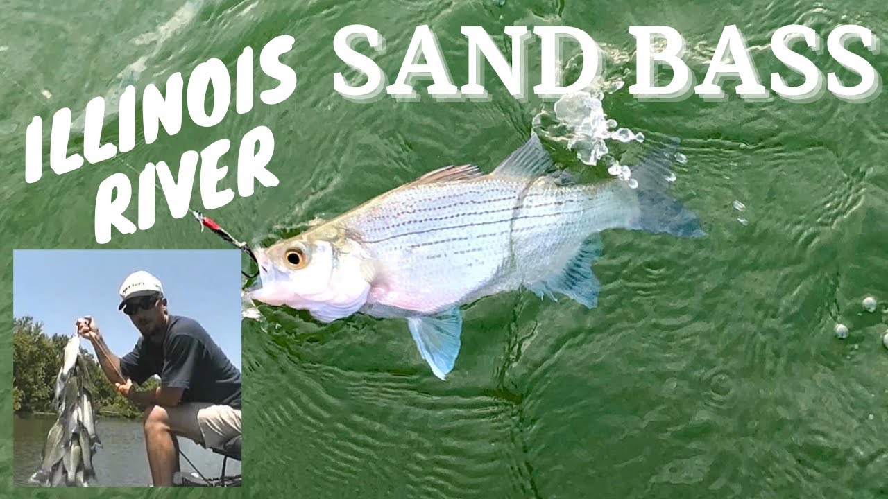 Illinois River Sand Bass. - YouTube