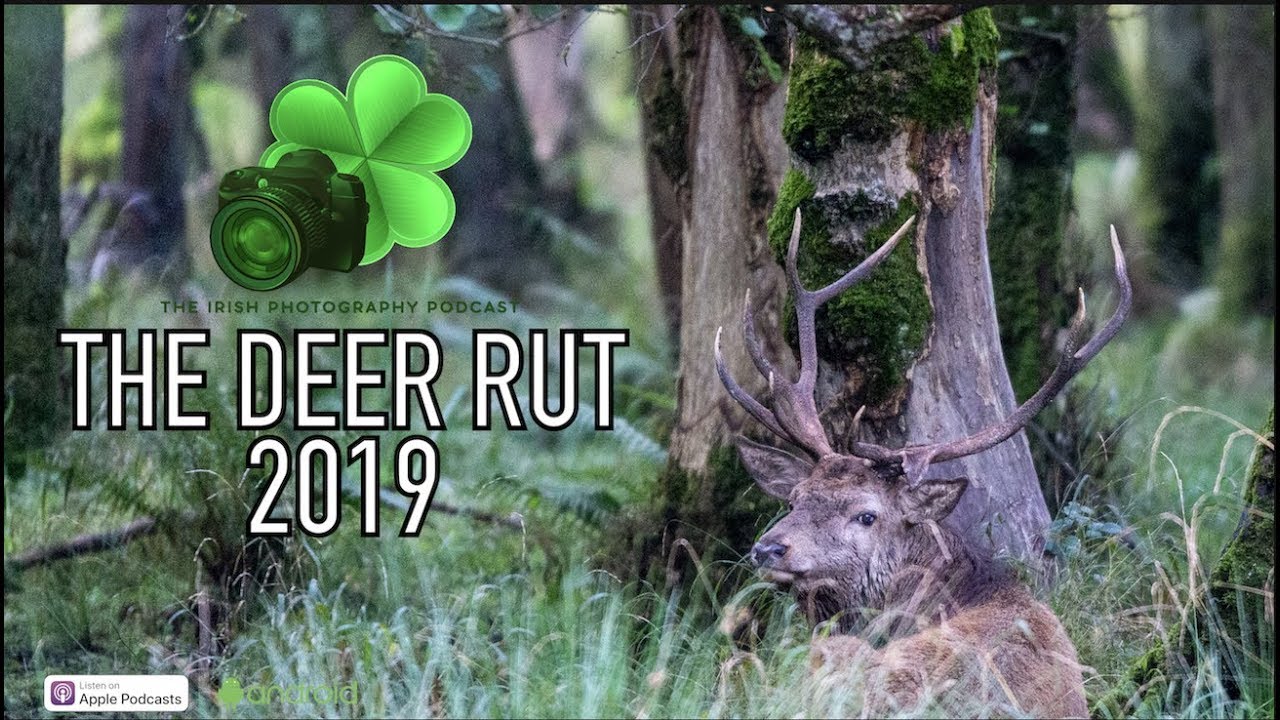 IRELANDS' NATIVE RED DEER RUT KILLARNEY 2019 - YouTube
