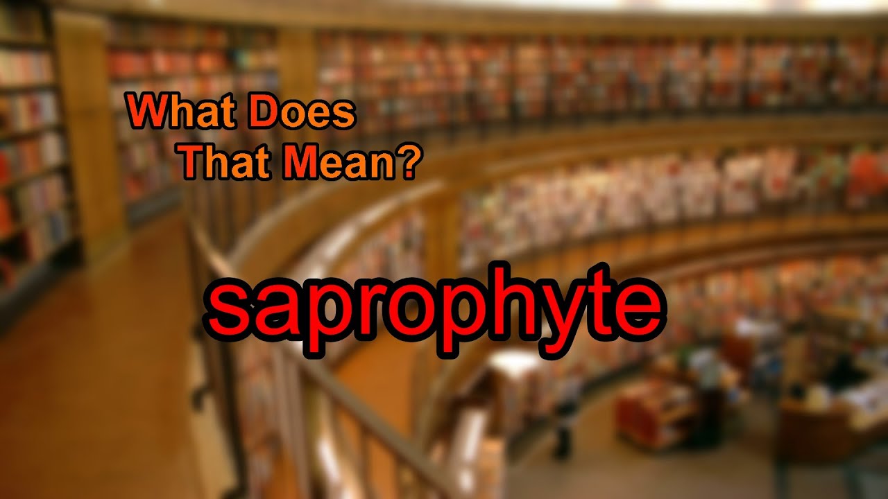 What does saprophyte mean? - YouTube