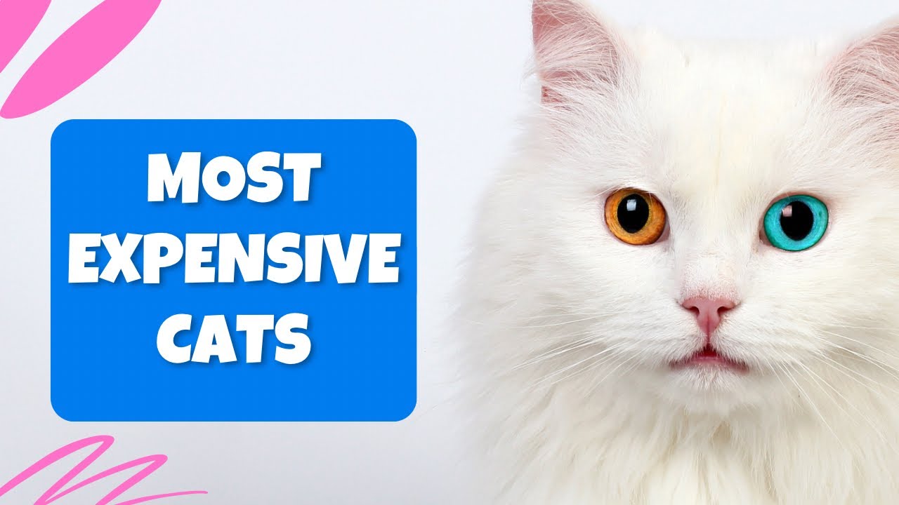 The MOST EXPENSIVE Cats Breeds In The World #cats #catbreeds #cat #pets ...