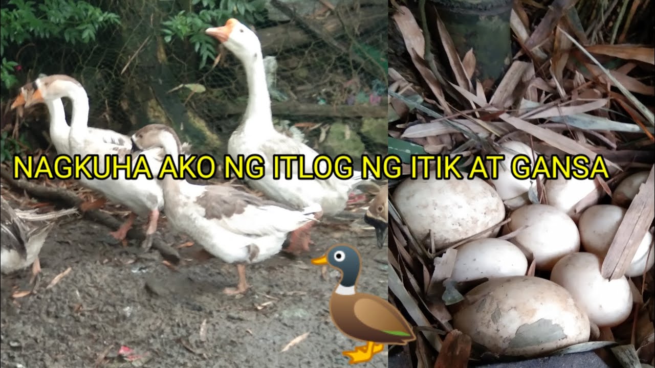 NAGKUHA AKO NG ITLOG NG ITIK AT GANSA SA ILALIM NG KAWAYAN# ...