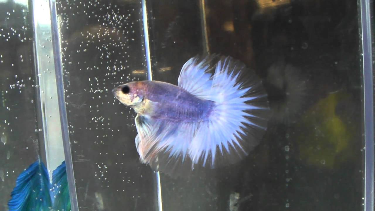 California Betta Society May 2012 Show Winners - YouTube