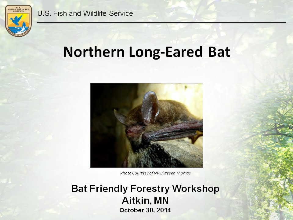 Status of the Proposed Listing of the Northern Long-eared Bat 10-30 ...