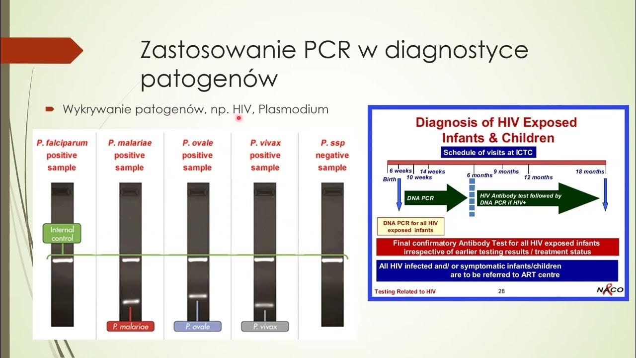 PCR i qPCR w diagnostyce. Podstawy biologii komórki nowotworowej. - YouTube