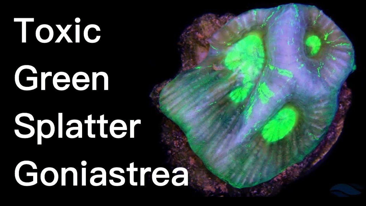 Toxic Green Splatter Goniastrea - YouTube