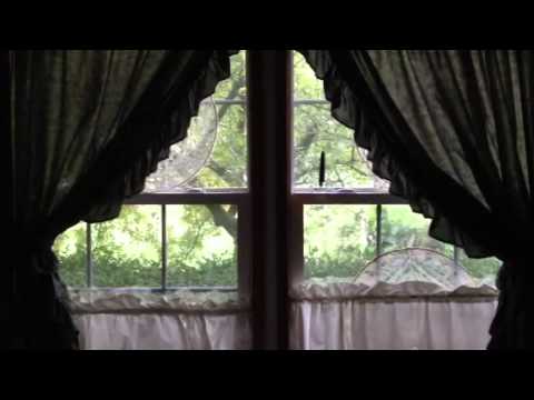 Cardinal crashing into windows - YouTube