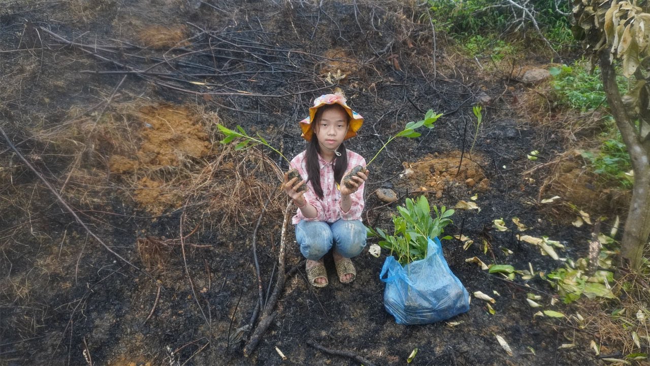 Grow acacia trees for wood - Corn care - Poor girl in the forest ...