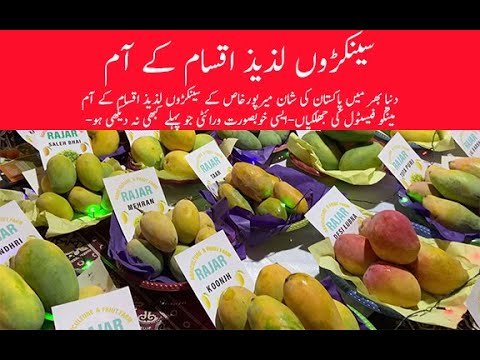 World most famous mangoes I Mirpurkhas Mango Festival I Hundreds ...