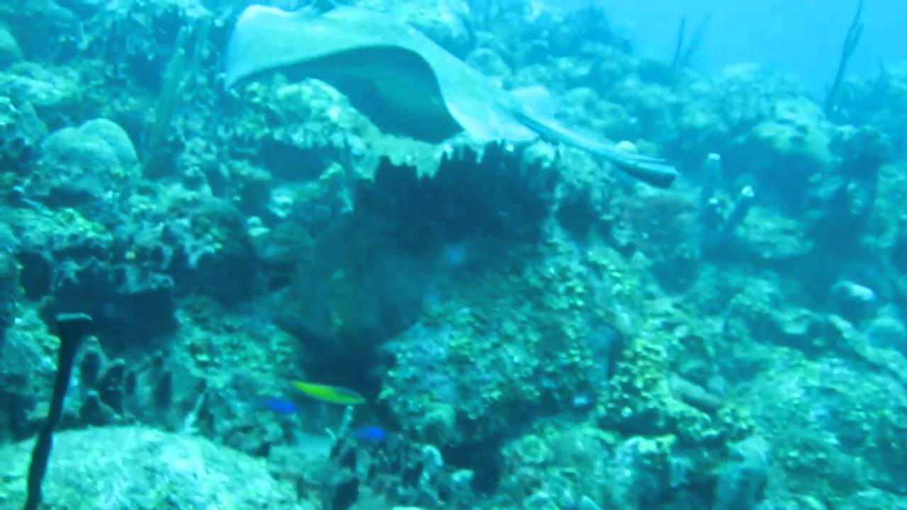 SCUBA diving with stingray - YouTube