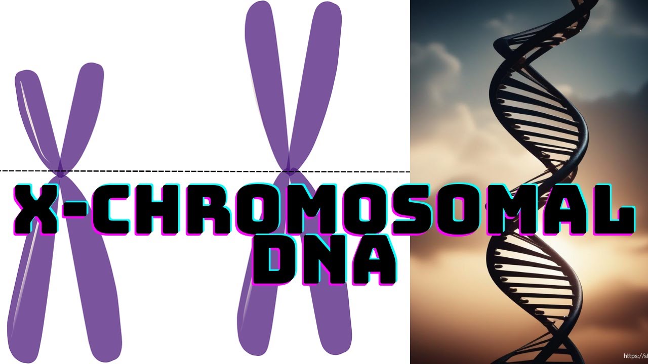 Unraveling the Mysteries of X-Chromosomal DNA - YouTube
