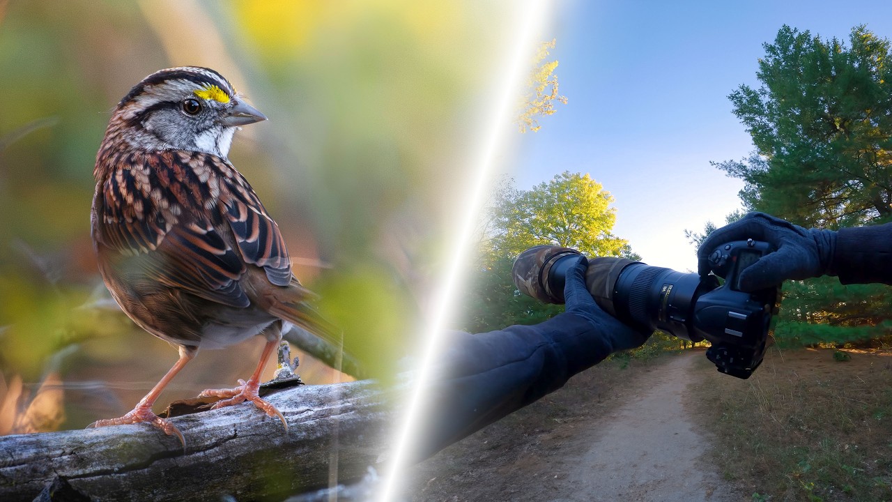 Fall Migration is Here! | POV Bird Photography | Birds with Beau - YouTube