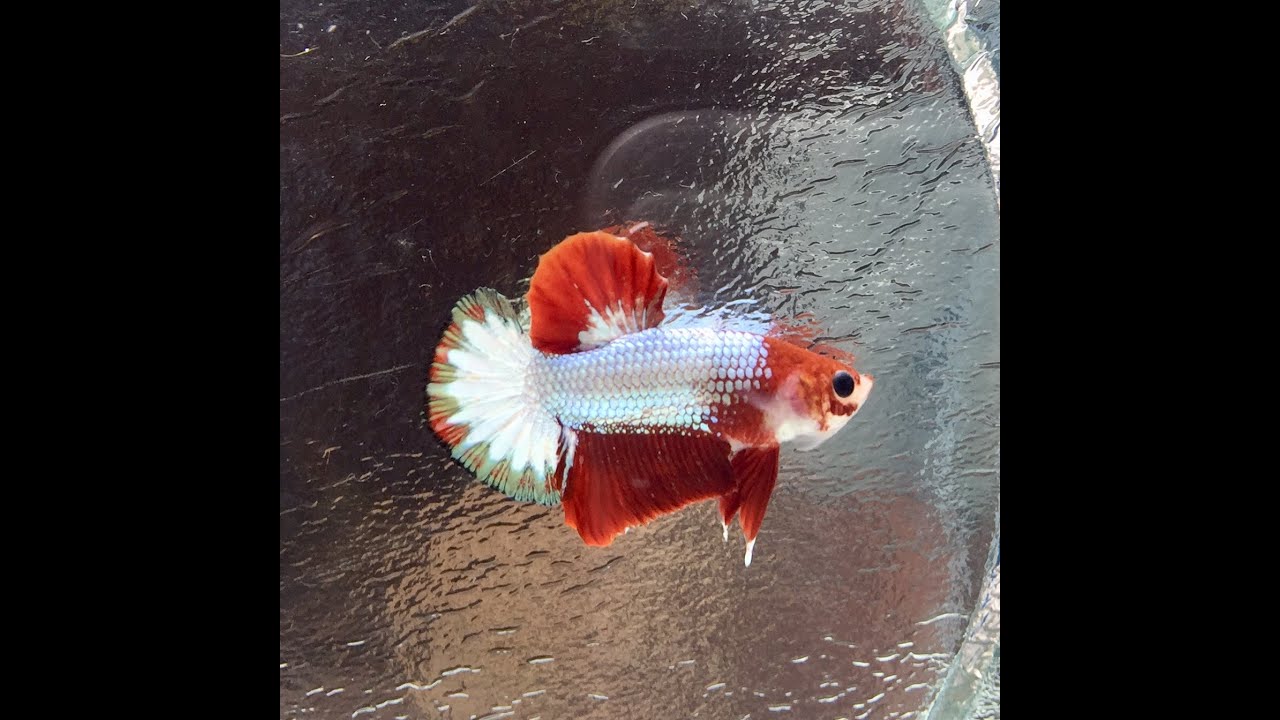 BETTA TRI COLOR FCCP #pets - YouTube
