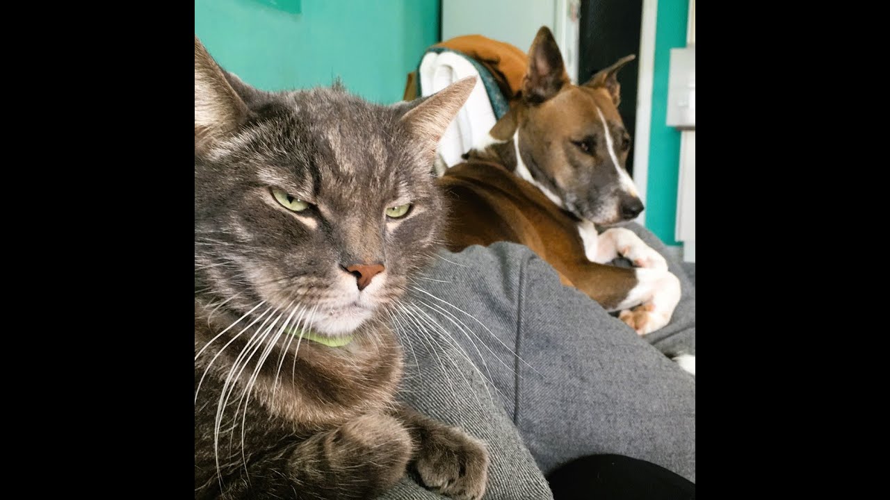 CUTE AND FUNNY ANIMALS! 21 - YouTube