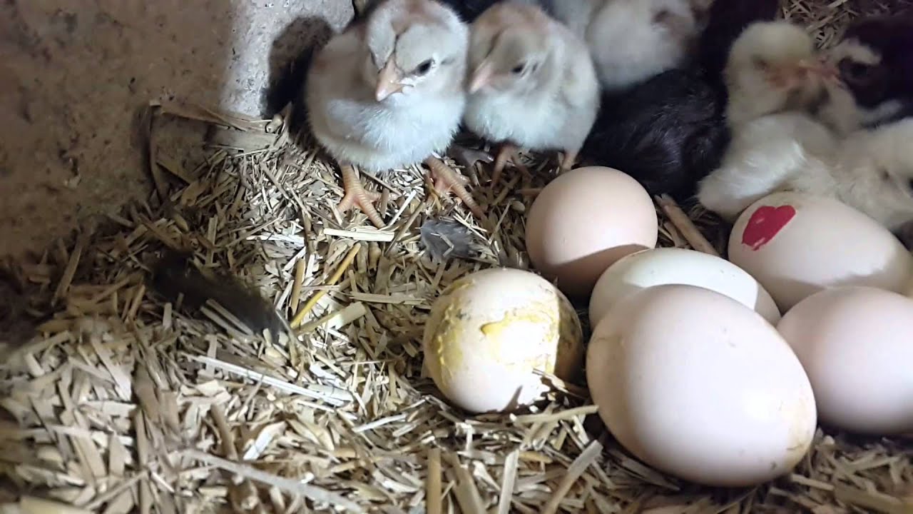 Aseel chicks - YouTube