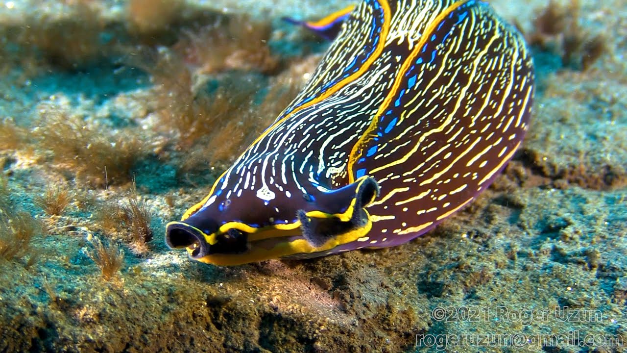 HDObservations : Navanax (4K UHD) - YouTube