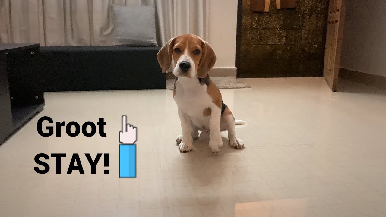 Groot picking up Training 😍👍| SIT, STAY, COME & TAKE IT ! Commands ...